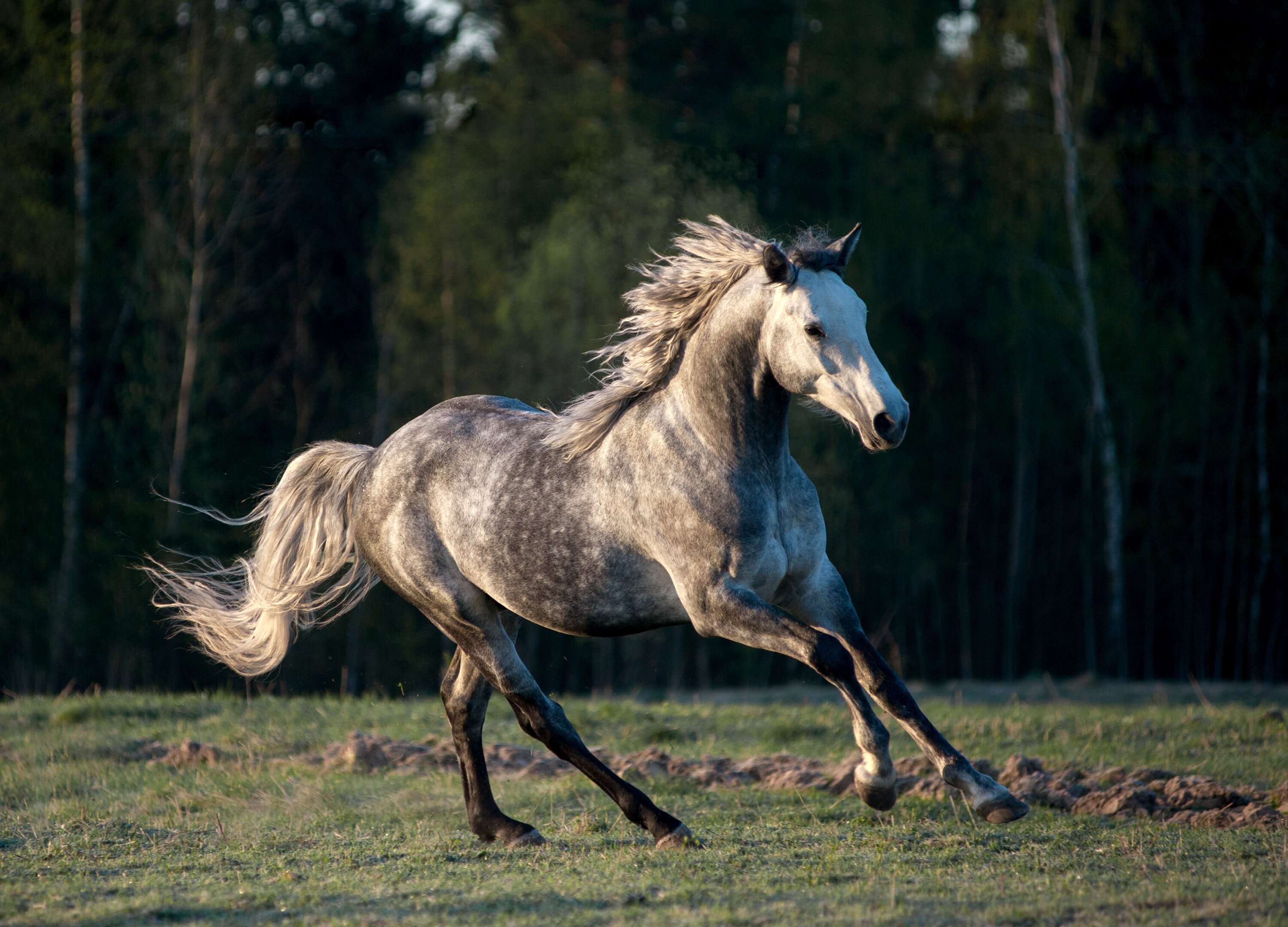 Ubezpieczenie konia — ile kosztuje, gdzie najlepiej je kupić? - Zoocial.pl